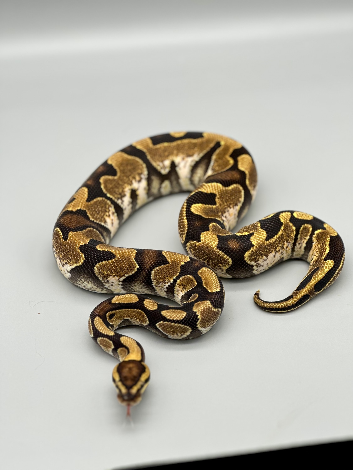 Calico Enchi DBL Het Hypo/Clown Ball Python by Genetic Genesis ...