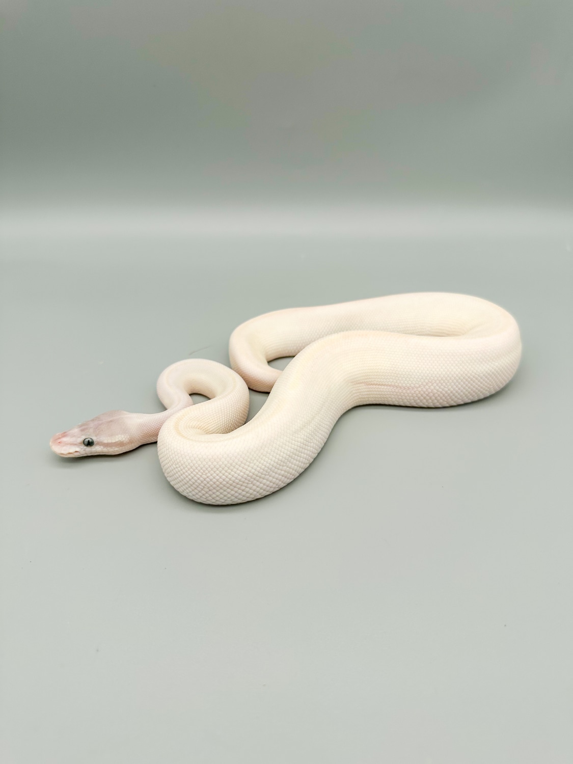 2022 Bel Ball Python by Genetic Genesis - MorphMarket