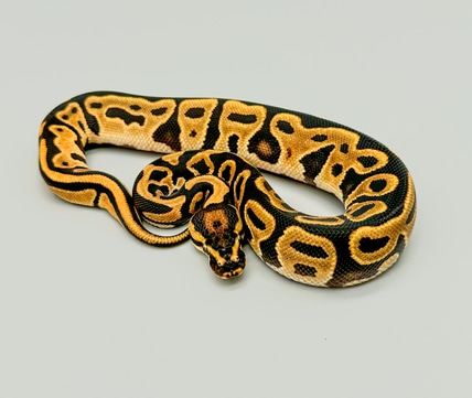 BPRS YB Clown Ball Python by Genetic Genesis - MorphMarket