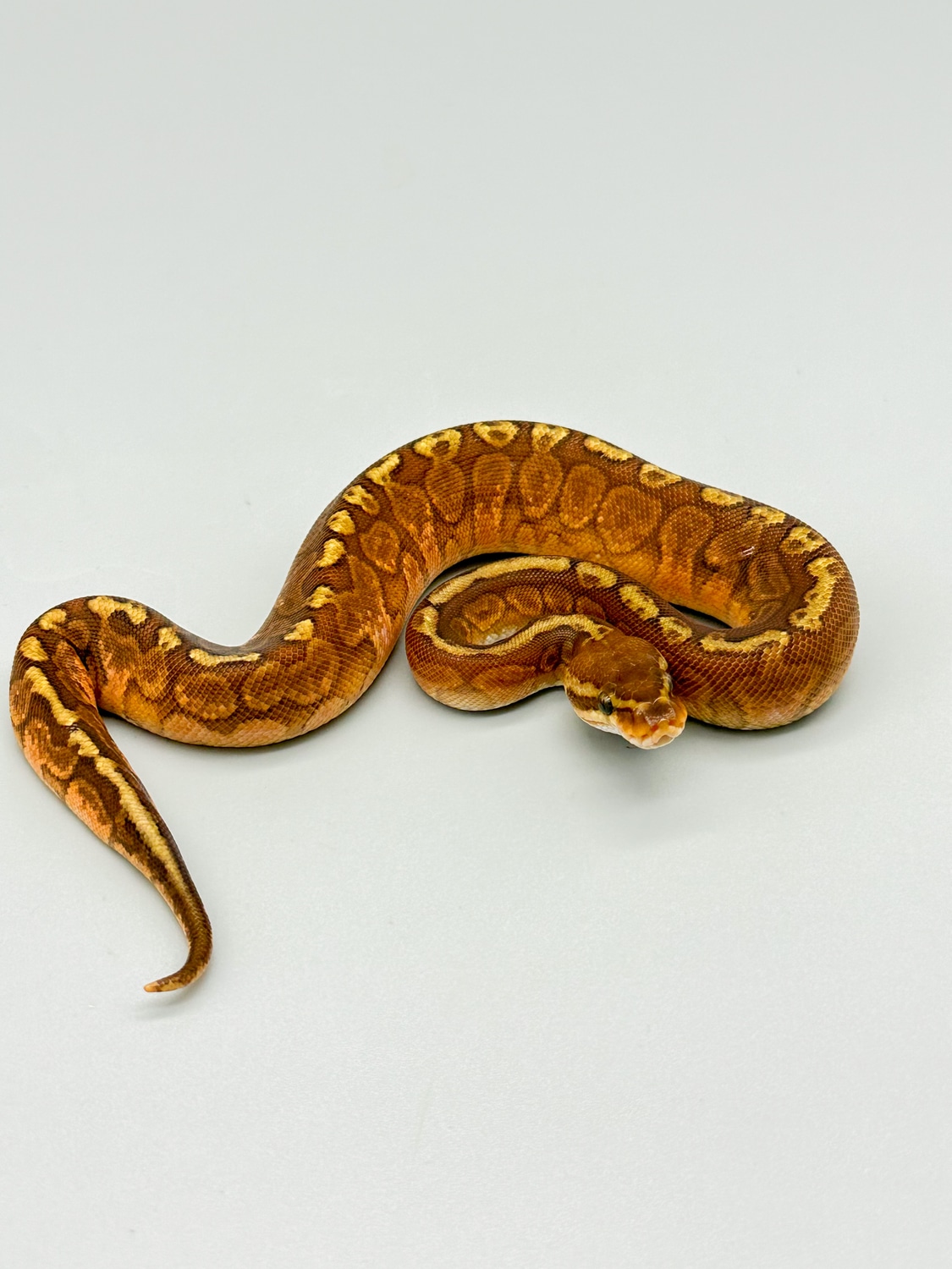 Spotnose Sunset Ball Python by Genetic Genesis - MorphMarket