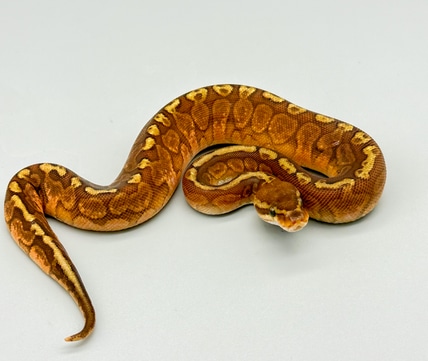 BPRS YB Clown Ball Python by Genetic Genesis - MorphMarket