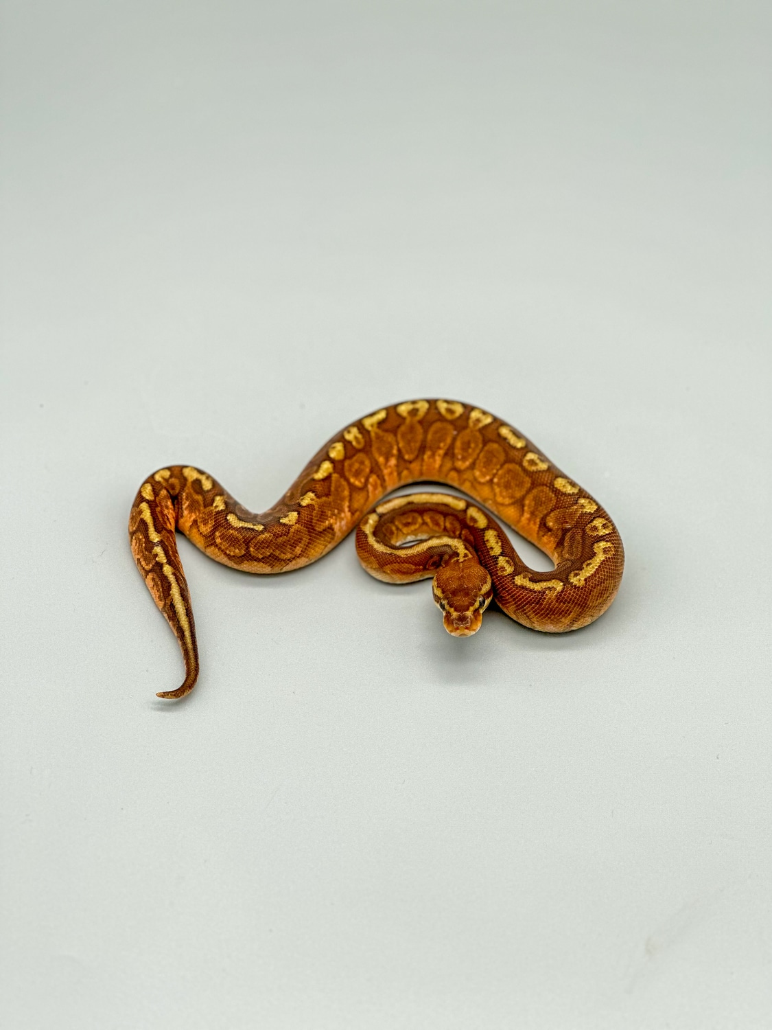 Spotnose Sunset Ball Python by Genetic Genesis - MorphMarket