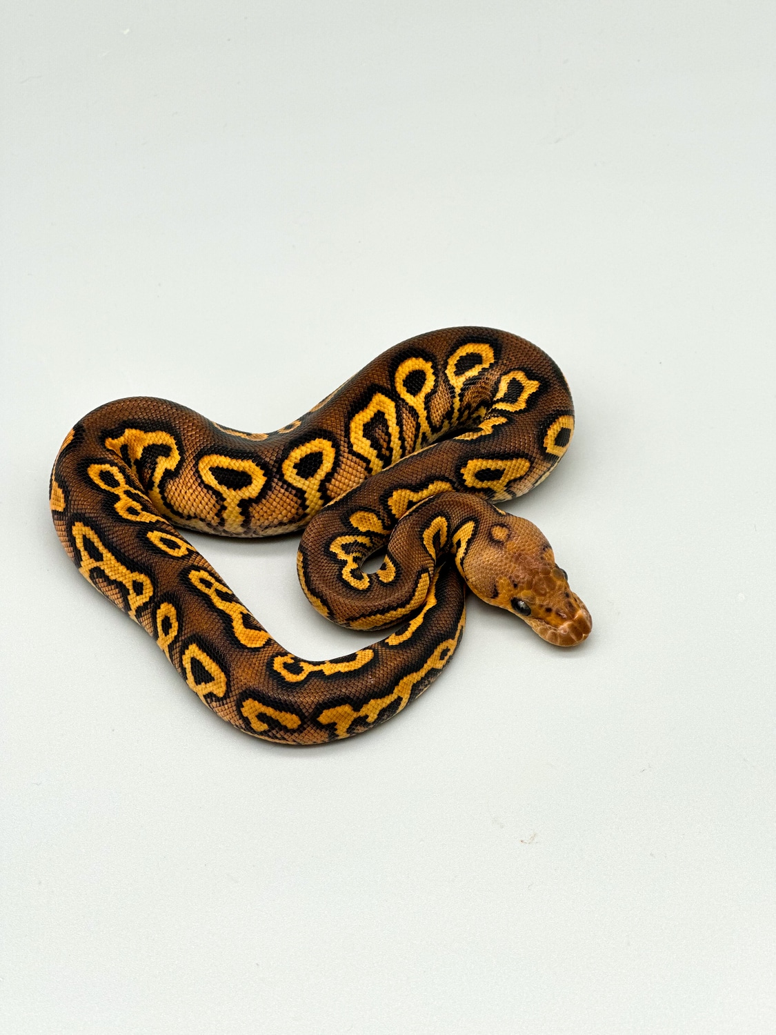 BPRS YB Clown Ball Python by Genetic Genesis - MorphMarket
