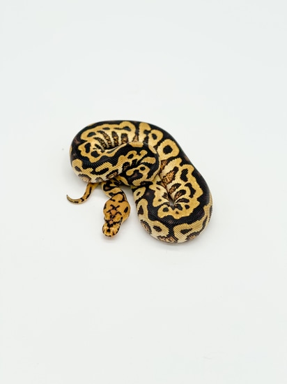 Spotnose YB Clown Het DG Ball Python by Genetic Genesis