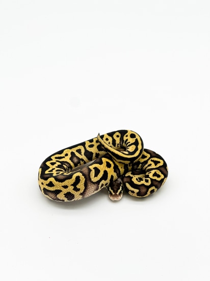 Pastel Leo Spark Confusion Ball Python by Genetic Genesis