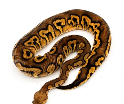 BPRS YB Clown Ball Python by Genetic Genesis - MorphMarket