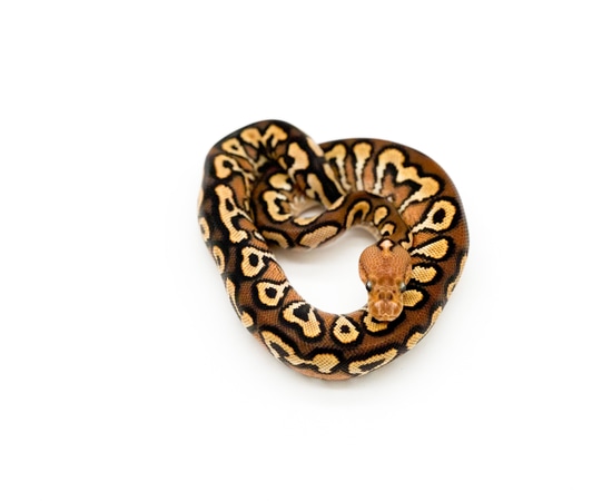 Pompeii Ball Python by Genetic Genesis