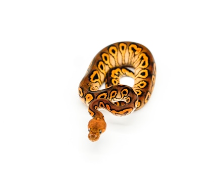 Pompeii Ball Python by Genetic Genesis - MorphMarket