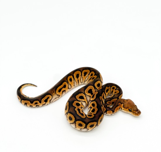 Black Pastel Clown Ball Python by Genetic Genesis