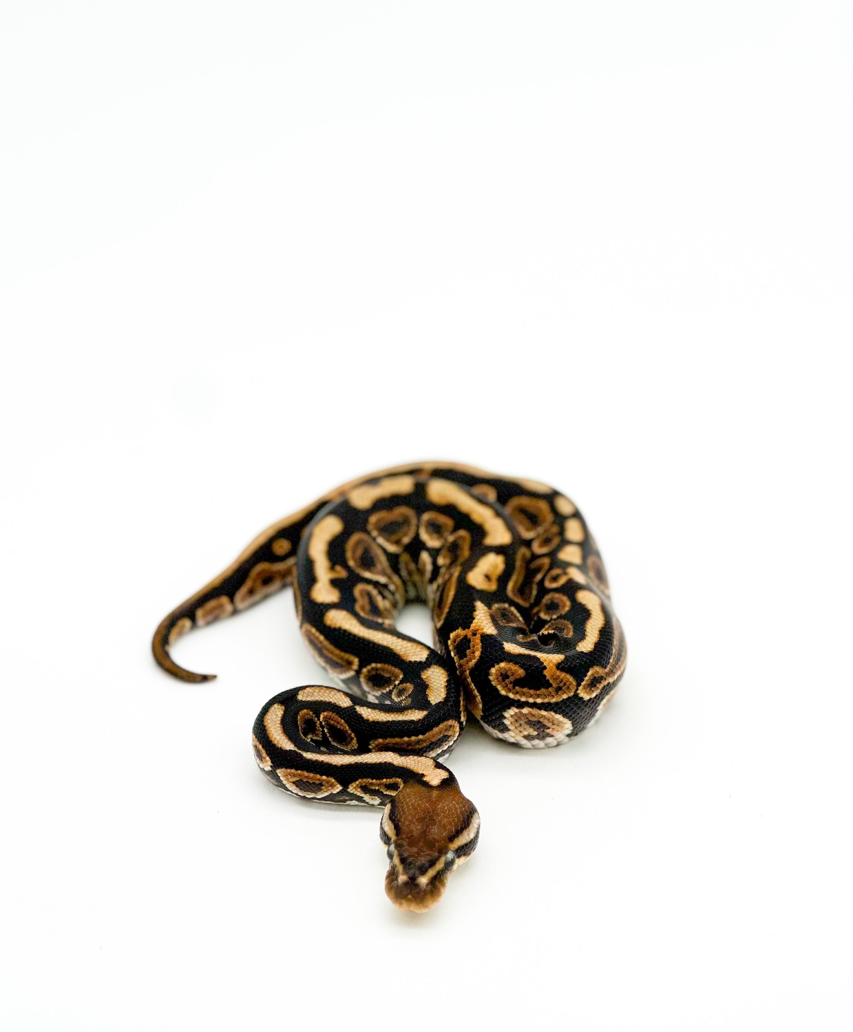Fire Spotnose Het Clown Ball Python by Genetic Genesis - MorphMarket