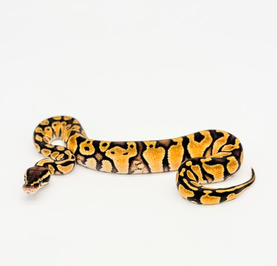 Pastel Enchi Het Lav Ball Python by Genetic Genesis