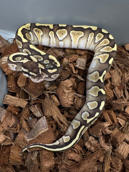 Lesser Het Clown Ball Python by Genetic Genesis