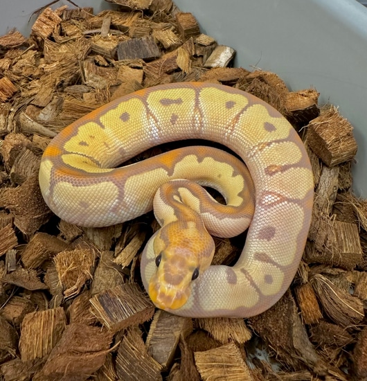 Banana Clown Ball Python by Genetic Genesis