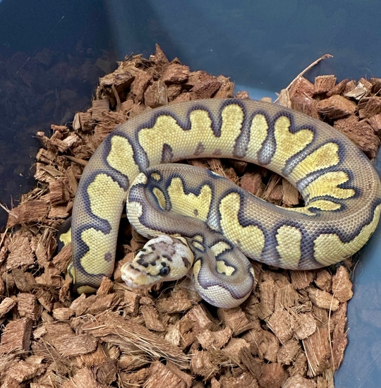 Pastel Chocolate Clown 66% Het Hypo Ball Python by Genetic Genesis