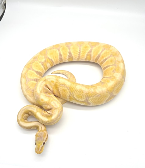 Killer Pastel Lavender Het Pied Ball Python by Genetic Genesis