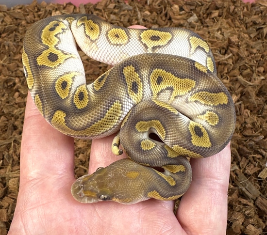 Wookie Mojave Clown Ball Python by Genetic Genesis