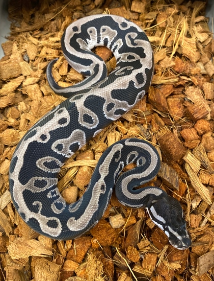 Leopard MJ Axanthic Het Pied Ball Python by Genetic Genesis