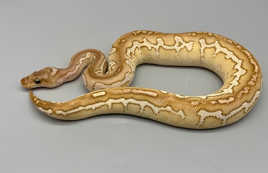 BP Butter YB Hydra Clown Ball Python by Genetic Genesis