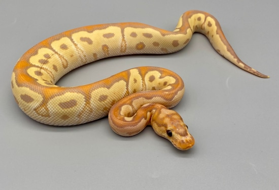 RS CG Clown Ball Python by Genetic Genesis