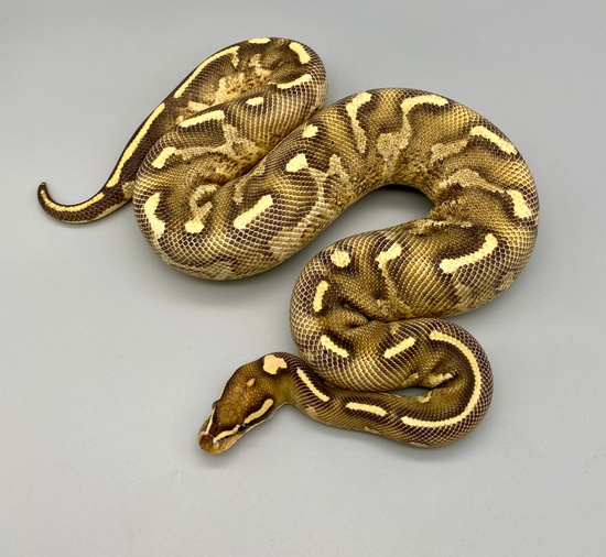 RTB Super Gravel Ball Python by Genetic Genesis