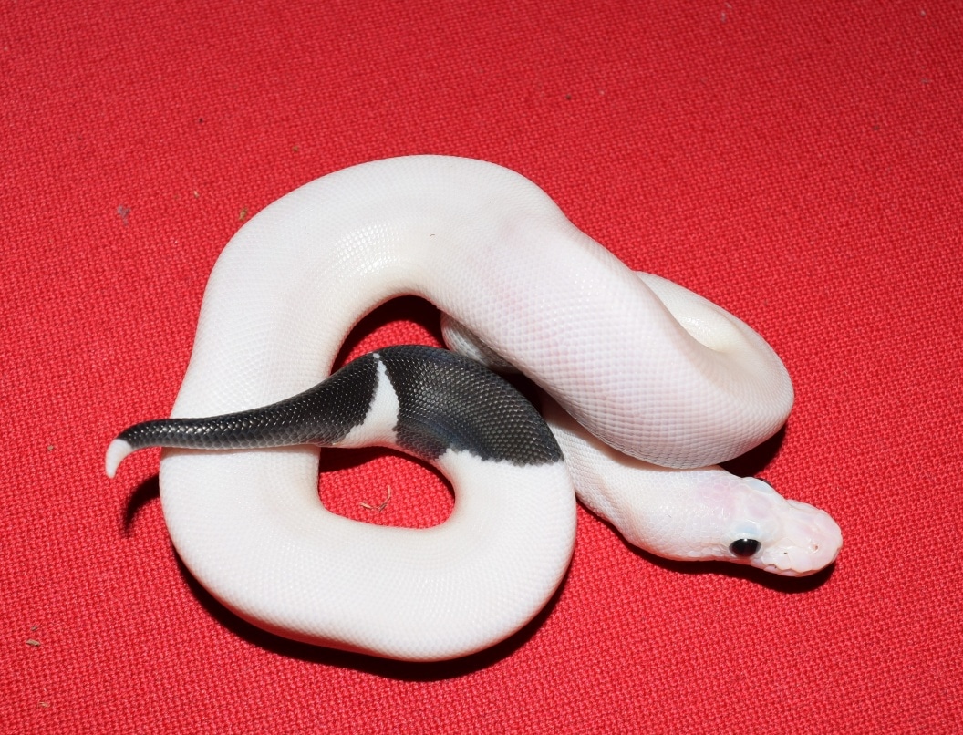 Killer White Head Panda Ball Python by Fowlkes Reptiles - MorphMarket