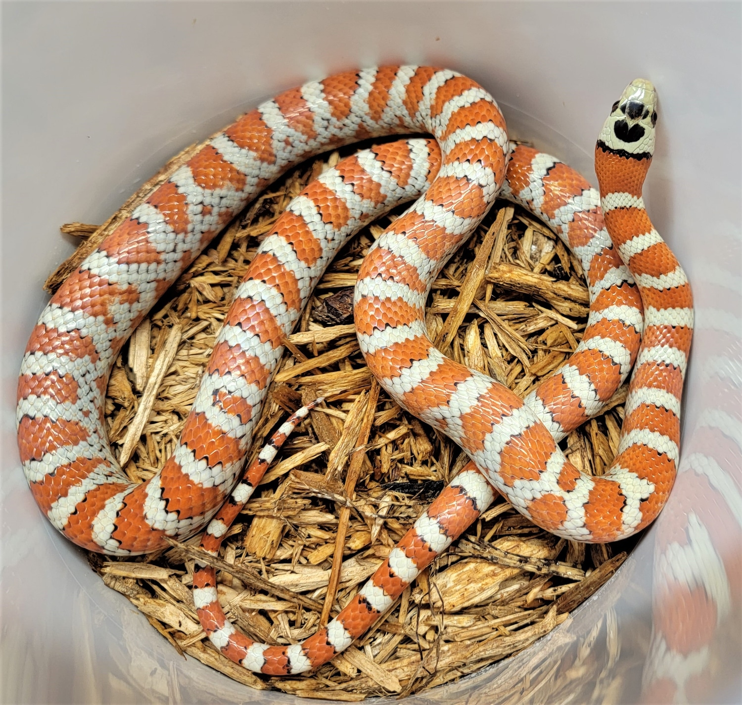 King Snake - Adult Female Chihuahua Mountain Kingsnake by Fowlkes ...