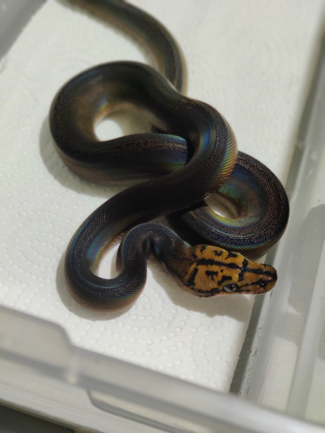 Motley Golden Child Het Albino Reticulated Python by JS Serpents ...