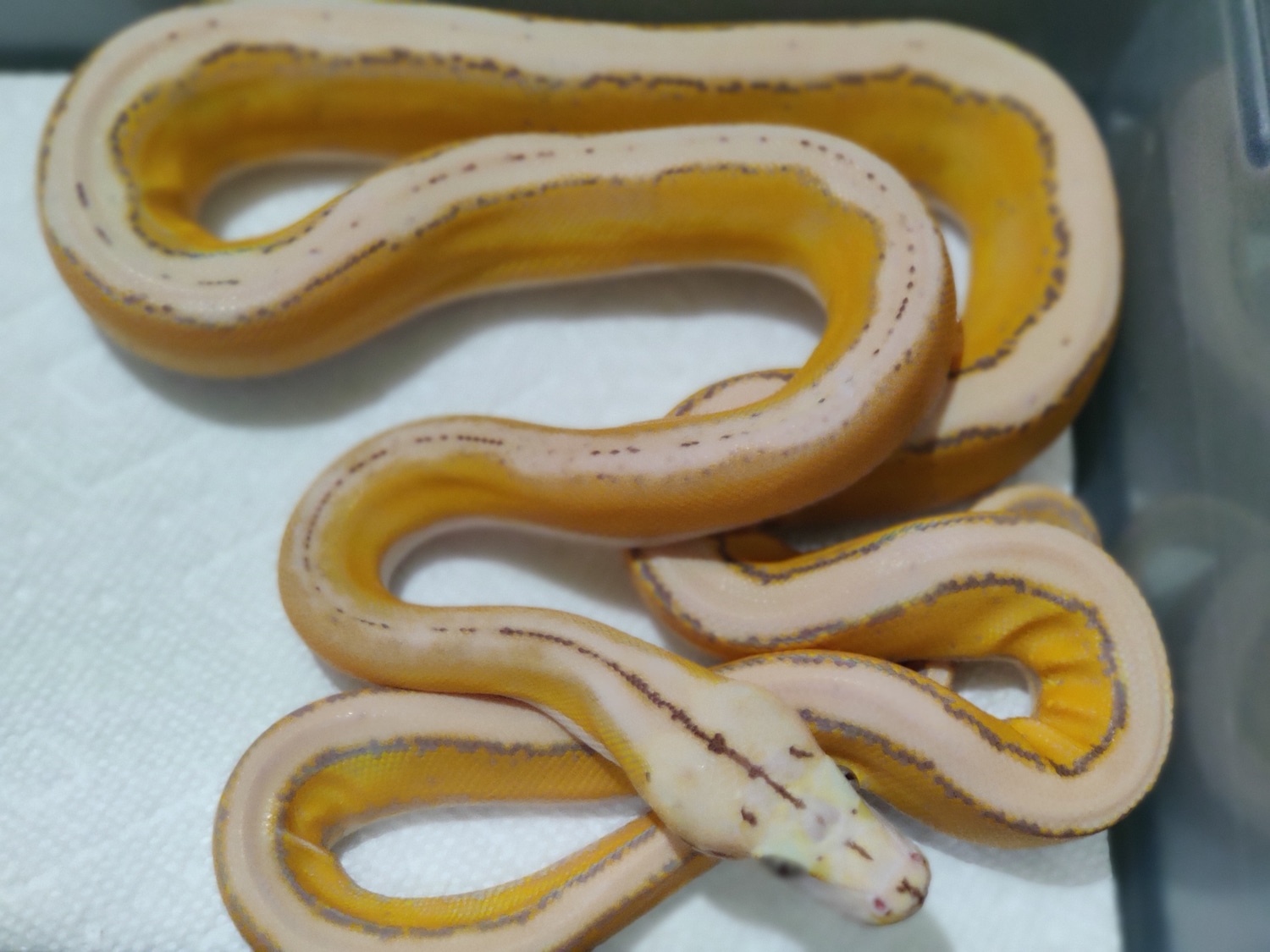 Orange Glow Platinum Motley Tiger Reticulated Python by JS Serpents ...