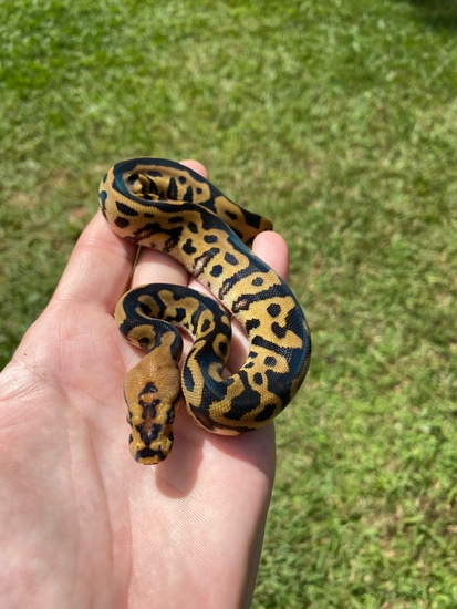 Batman Ball Python by Empire State Exotics