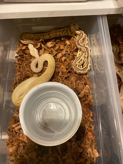 Butter Pastel Batman Possible Red Stripe Ball Python by Empire State Exotics