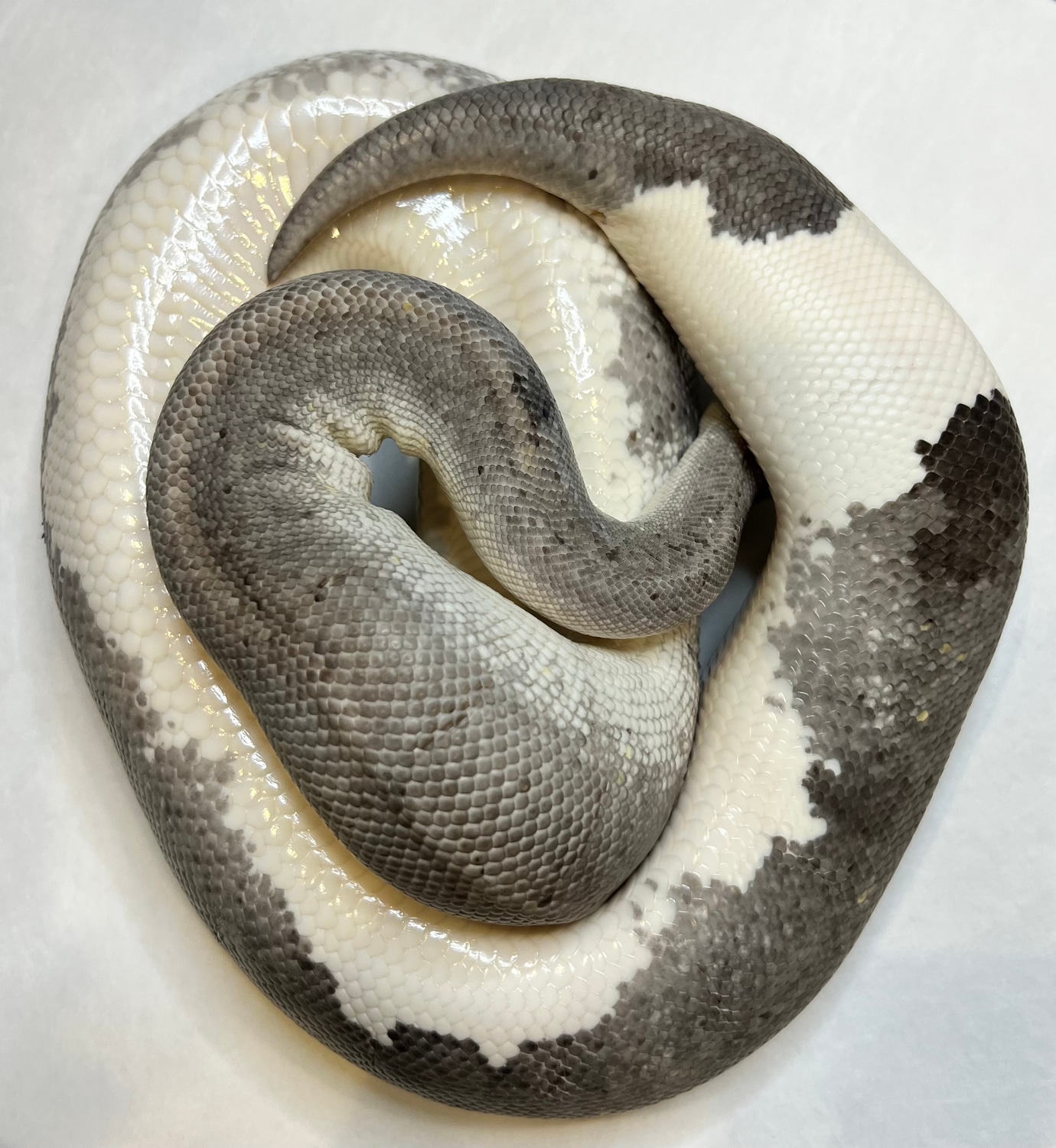 Urban Camo Ball Python by Empire State Exotics - MorphMarket