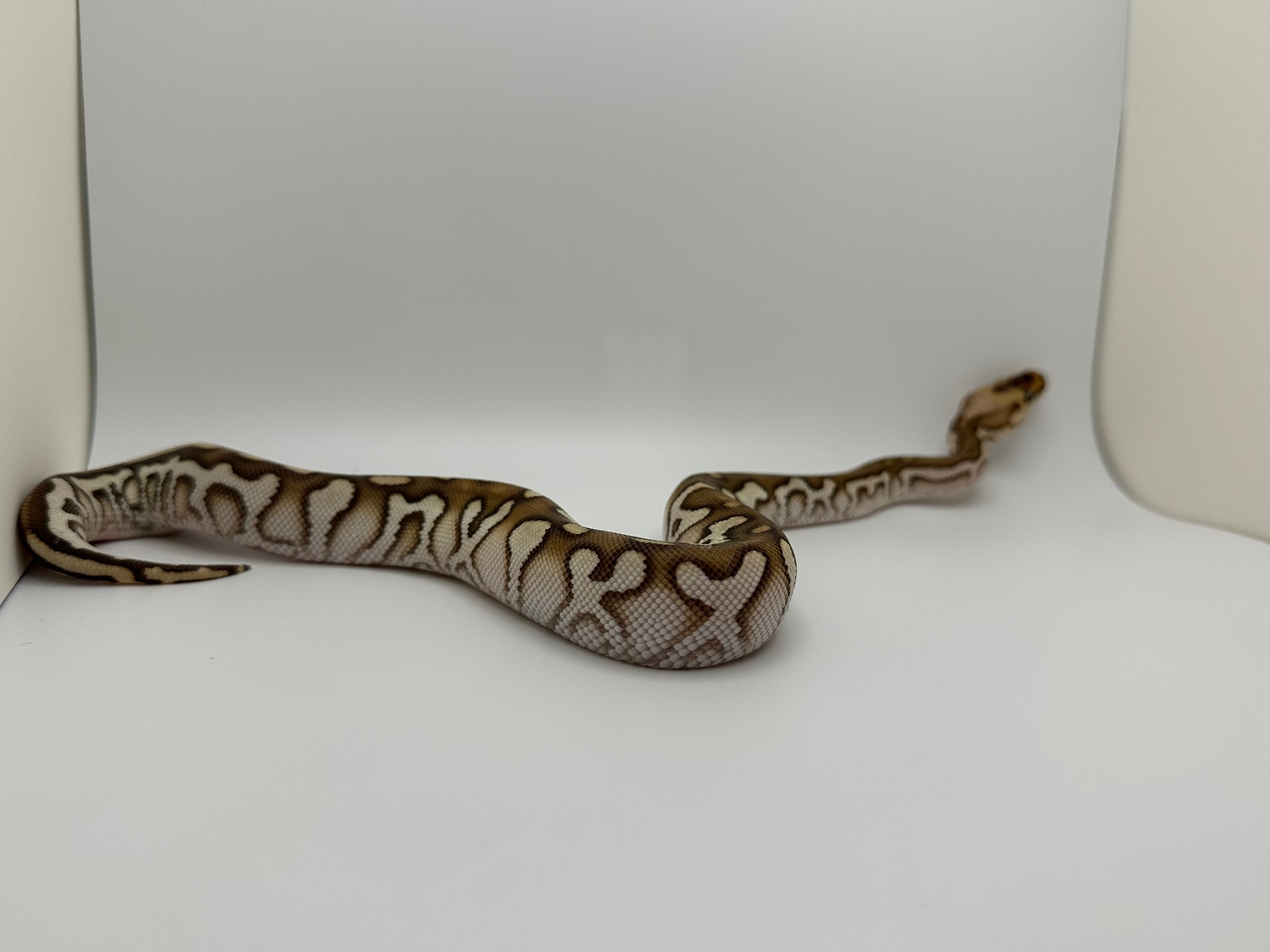 Butter Chocolate Spotnose Clown Ball Python by Empire State Exotics ...