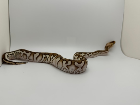 Butter Chocolate Spotnose Clown Ball Python by Empire State Exotics
