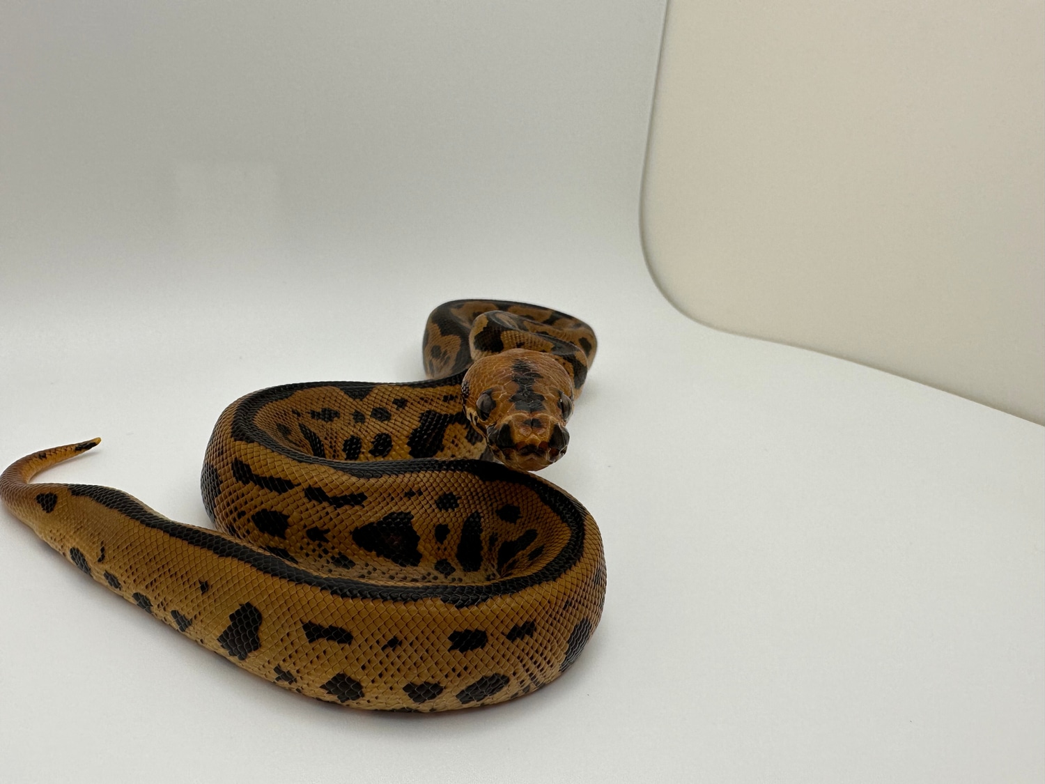 Leopard Confusion Clown Ball Python by Empire State Exotics - MorphMarket
