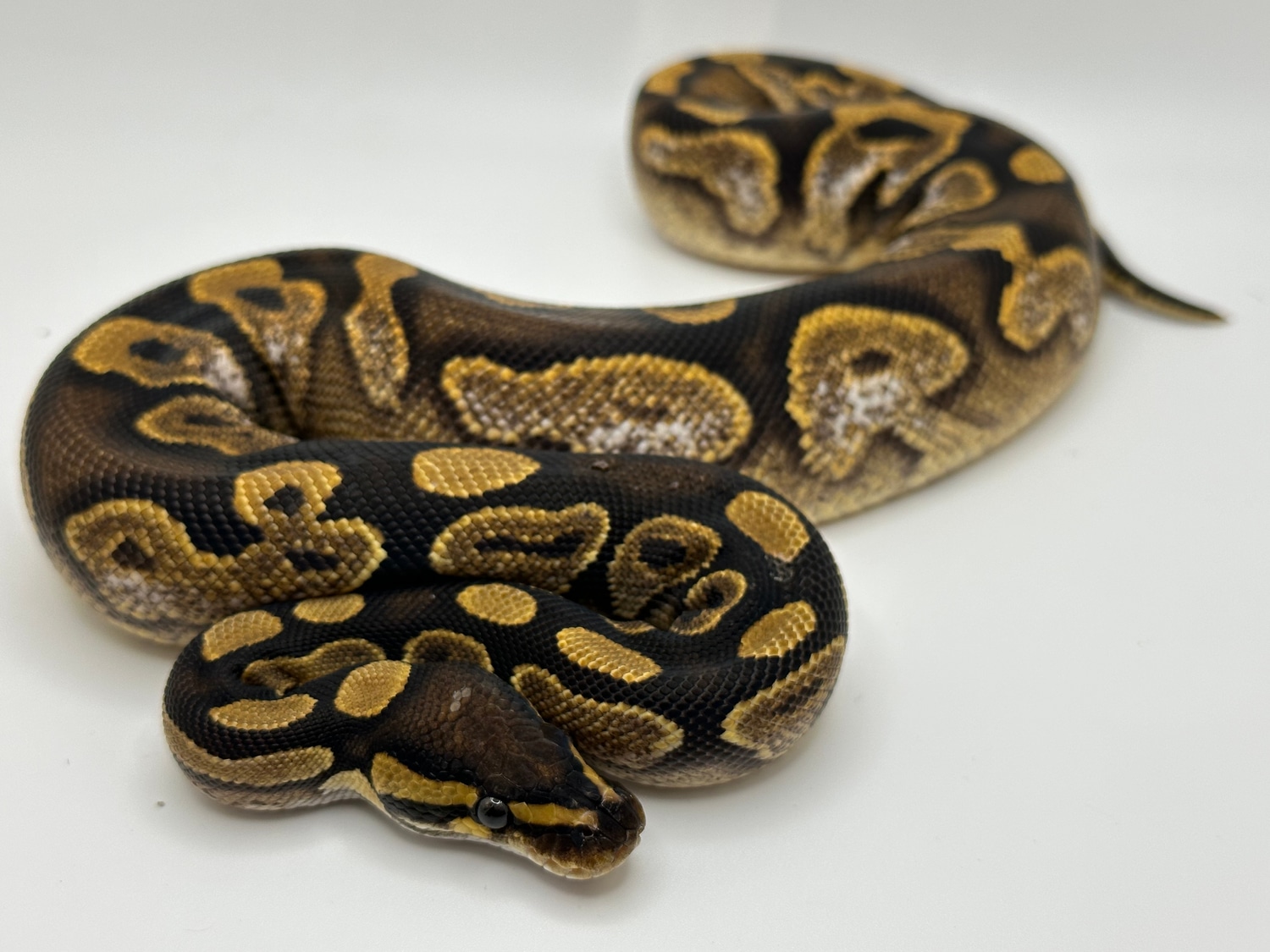 Calico 100% Het Clown Ball Python by Empire State Exotics - MorphMarket