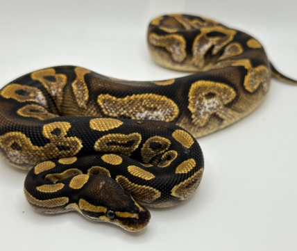 Butter Chocolate Spotnose Clown Ball Python by Empire State Exotics ...