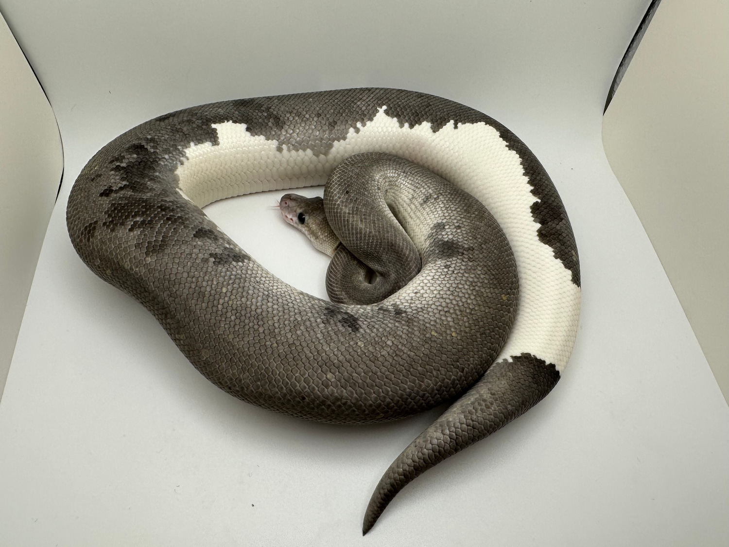 Urban Camo Ball Python by Empire State Exotics - MorphMarket