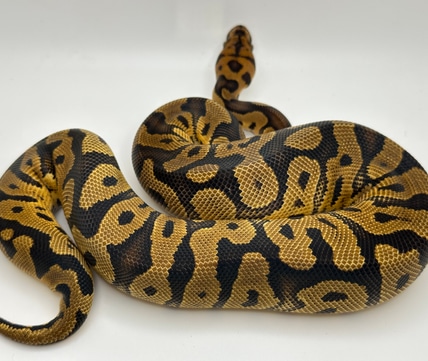 Chocolate Spotnose Clown Ball Python by Empire State Exotics - MorphMarket
