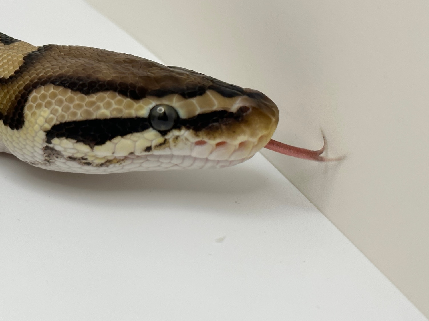 Pastel Double Het Axanthic Vpi Clown Ball Python by Empire State ...