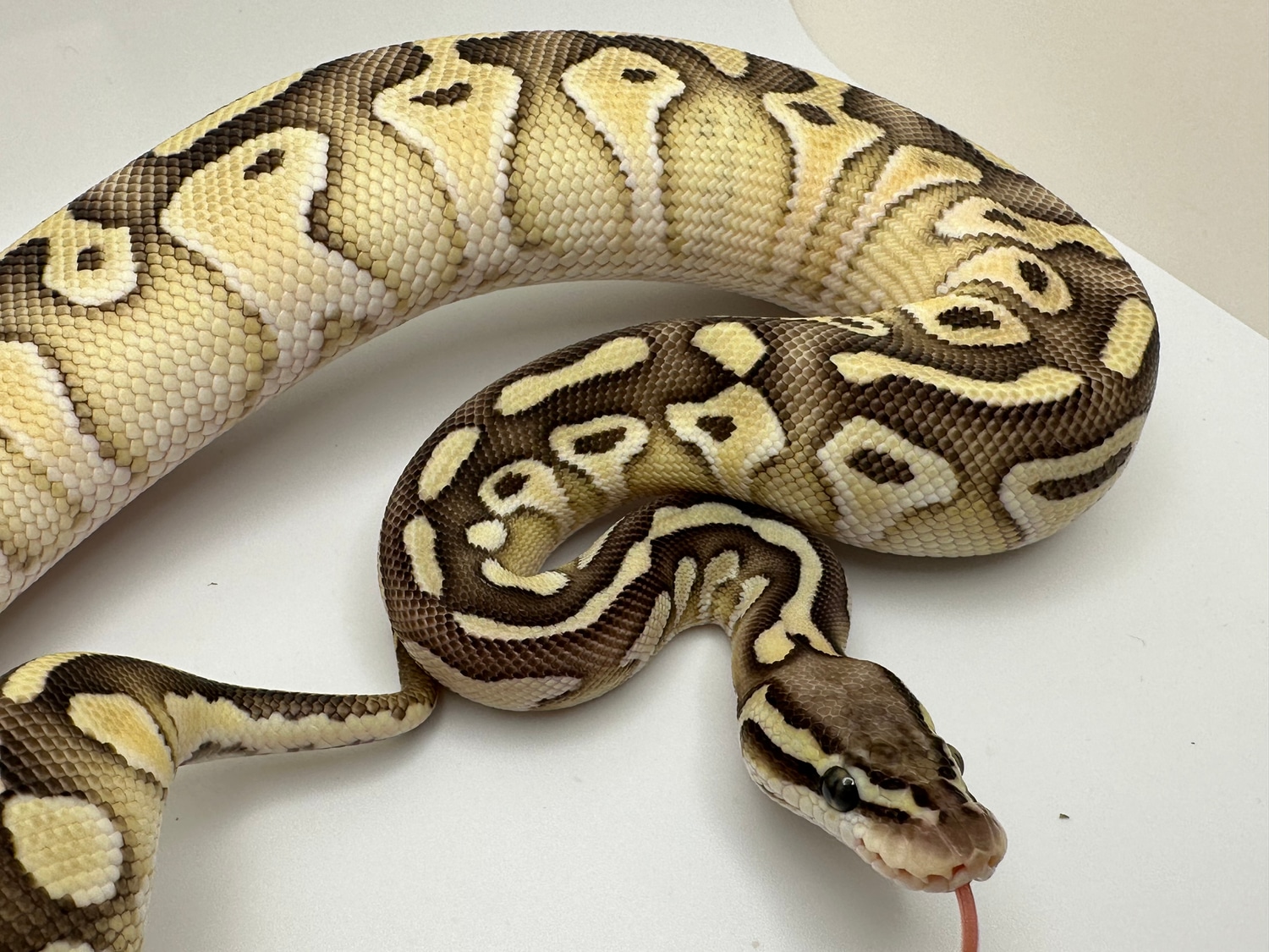Pastel Butter 100% Het Clown Ball Python by Empire State Exotics ...