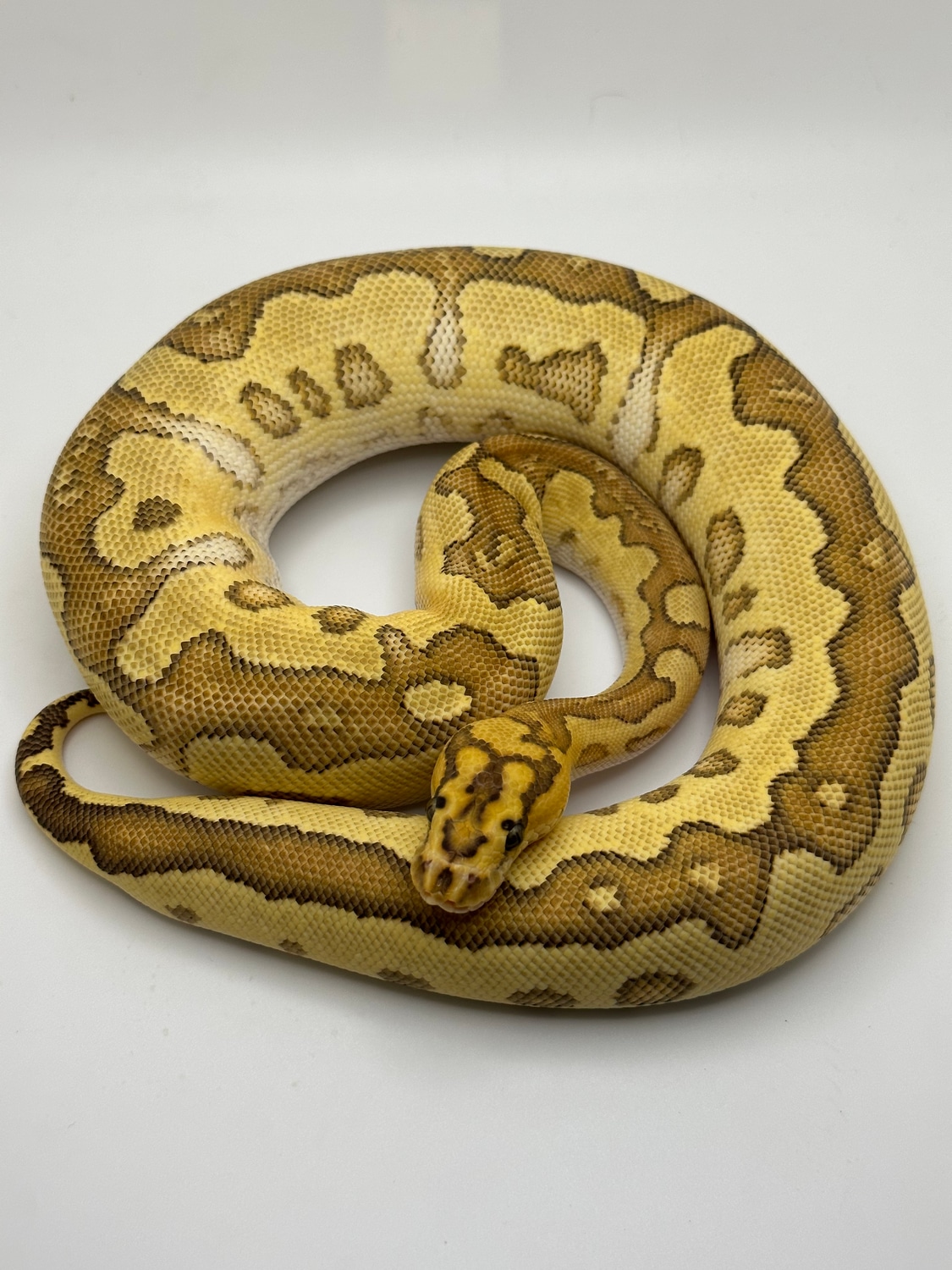 Russo Fire Clown Ball Python by Empire State Exotics - MorphMarket