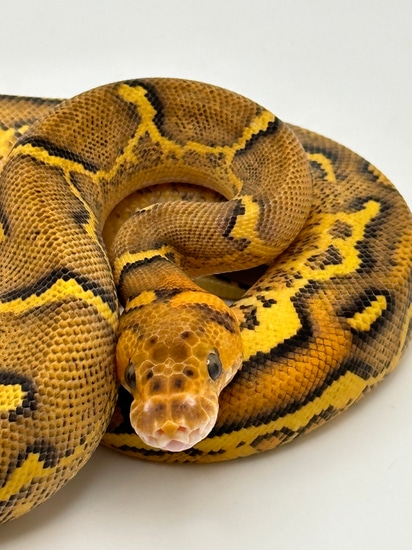 Super Gravel Orange Dream Clown Ball Python by Empire State Exotics