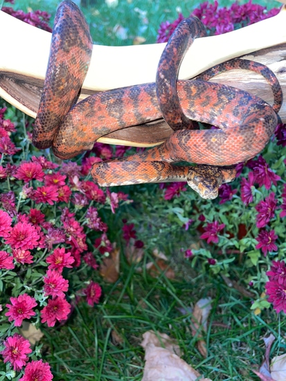 Uscbb 100% Het Leopard Amazon Tree Boa by Abberant arboreal