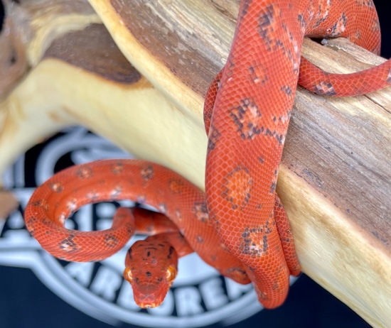 Calico Amazon Tree Boa by Abberant arboreal