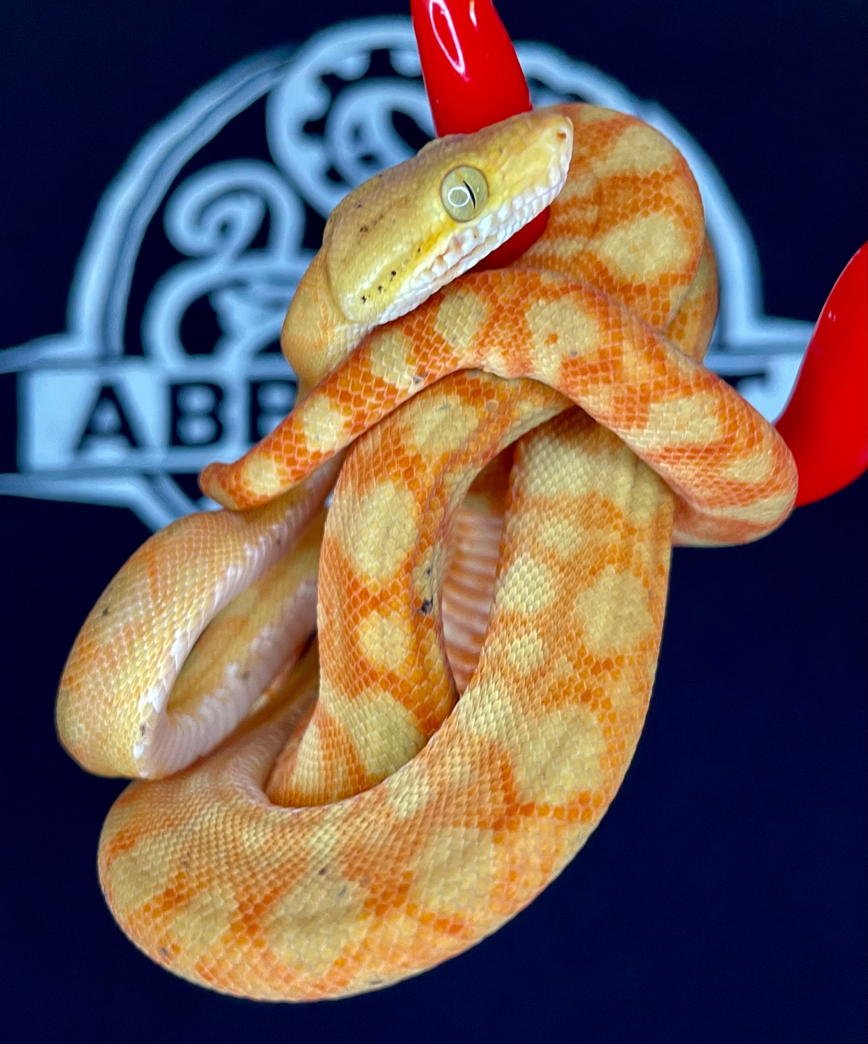 USCBB Het Calico Bicolor Amazon Tree Boa by Abberant arboreal - MorphMarket