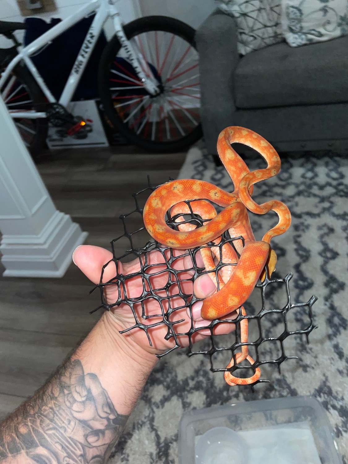 Uscbb Het Calico Bicolor Amazon Tree Boa by Abberant arboreal - MorphMarket