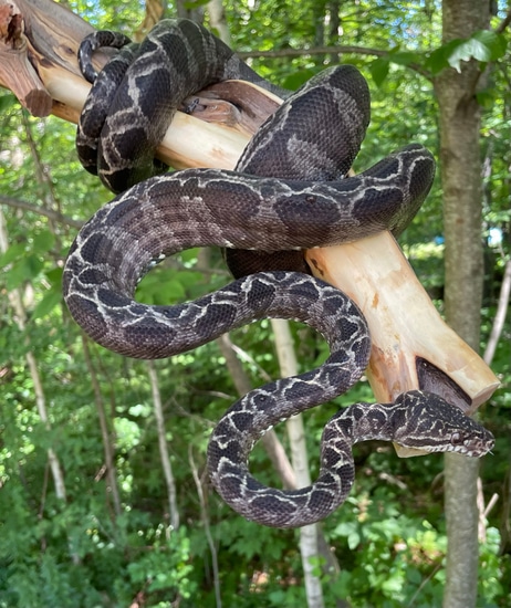 Visual Calico Halloween Phase Amazon Tree Boa by Abberant arboreal