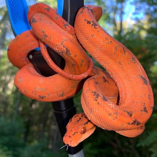 Het Calico Uscbb Amazon Tree Boa by Abberant arboreal