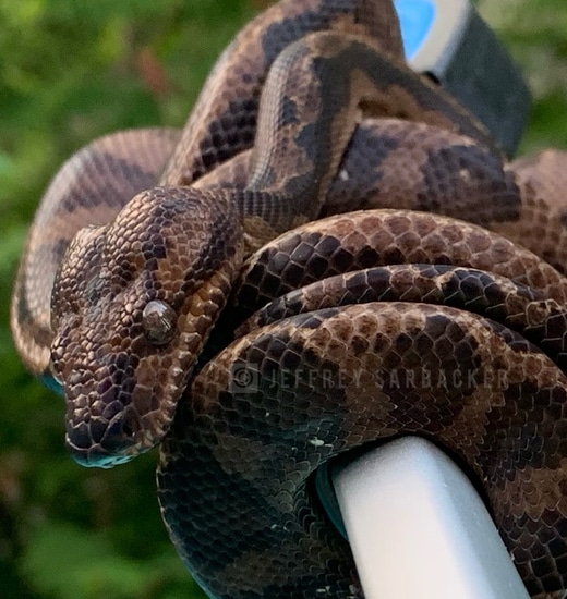 Annulated Tree Boa 1.1 by Abberant arboreal