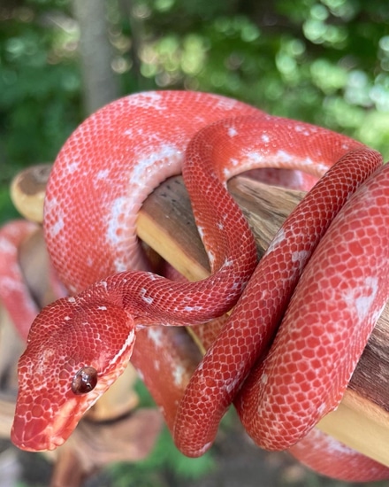 Uscbb Calico Amazon Tree Boa by Abberant arboreal
